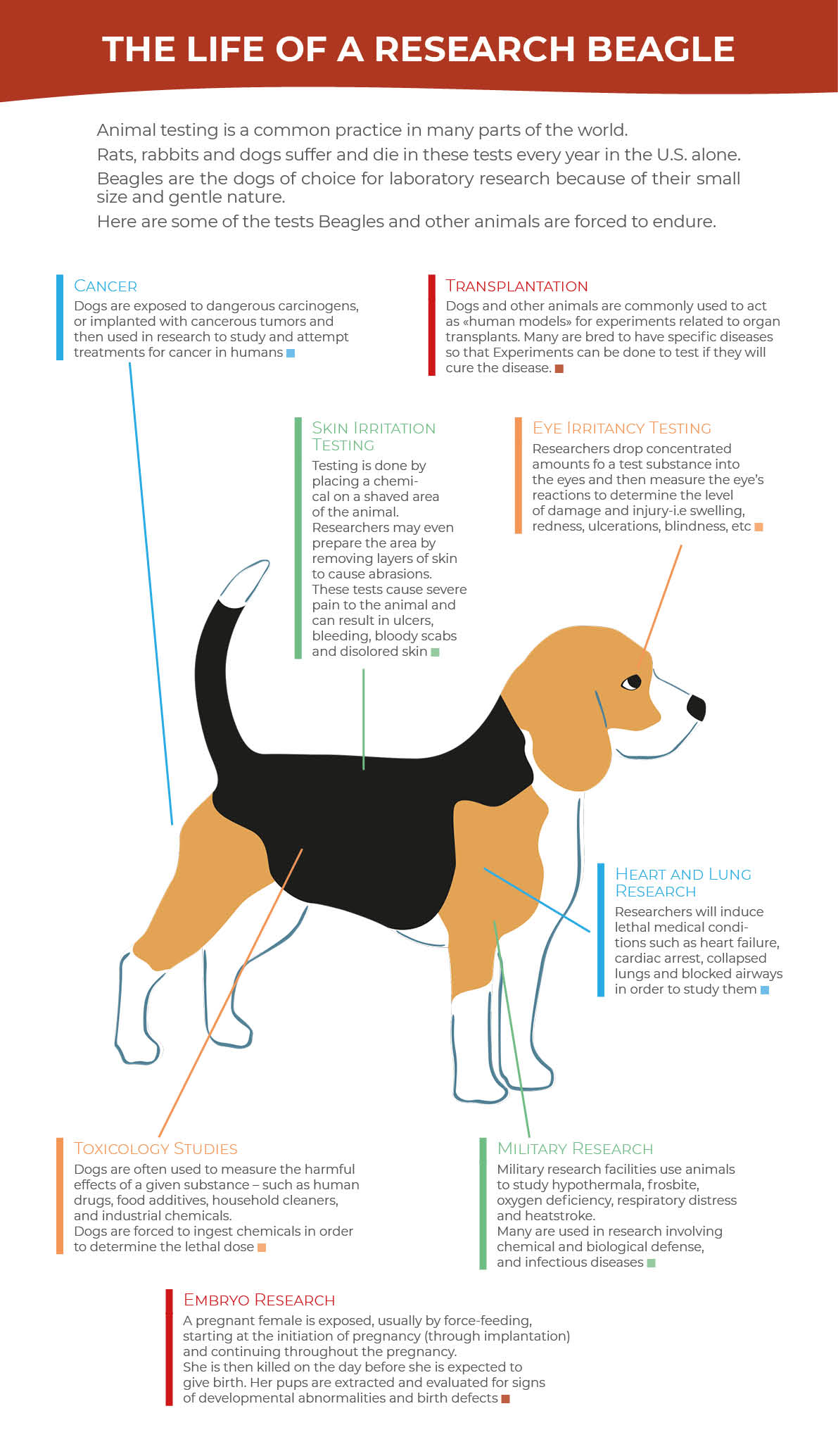 Do Beagles Get Cancer Easily